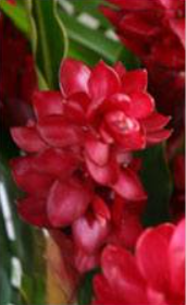 Testo-Y - аптеки - мнения - форум - отзиви - коментари - цена в ...